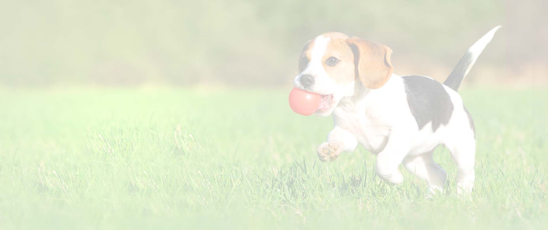 NuVet Labs - NuVet Plus, NuJoint DS Pet Vitamin Supplements